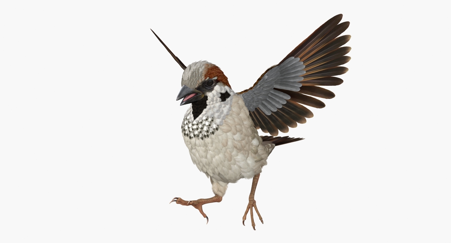 3D sparrow walking pose - TurboSquid 1382079