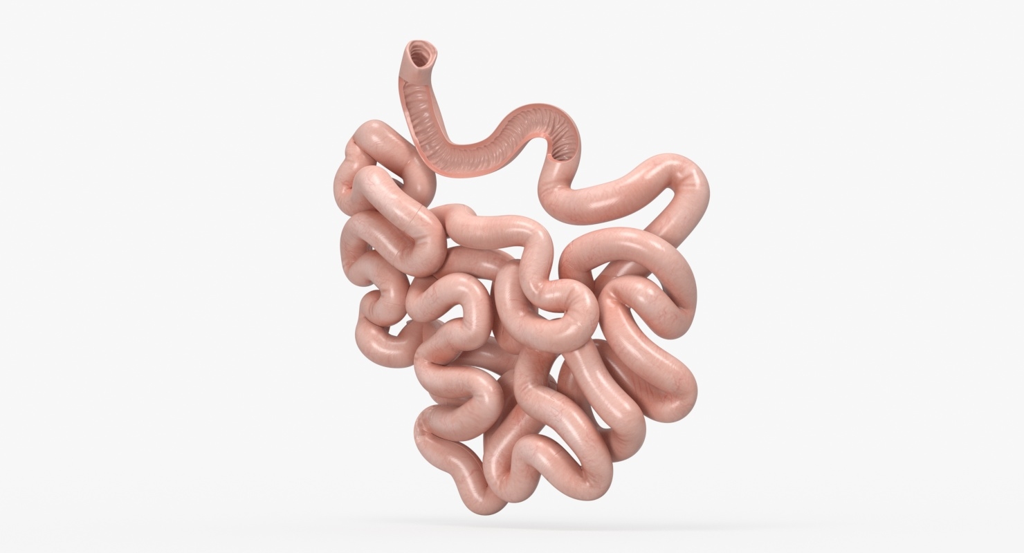 3D model small intestine anatomy - TurboSquid 1382154