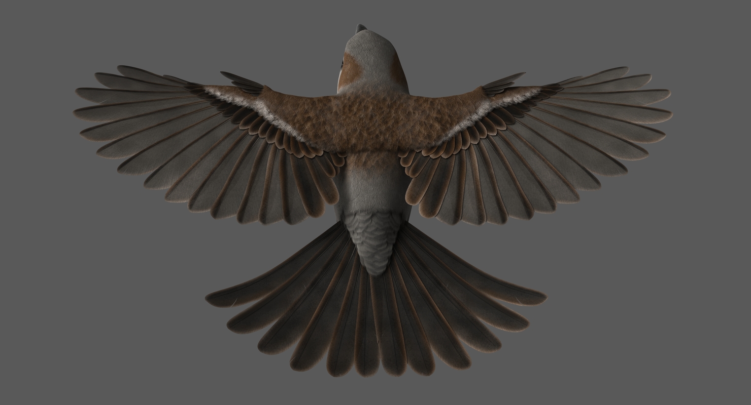 3D rigged house sparrow - TurboSquid 1381189
