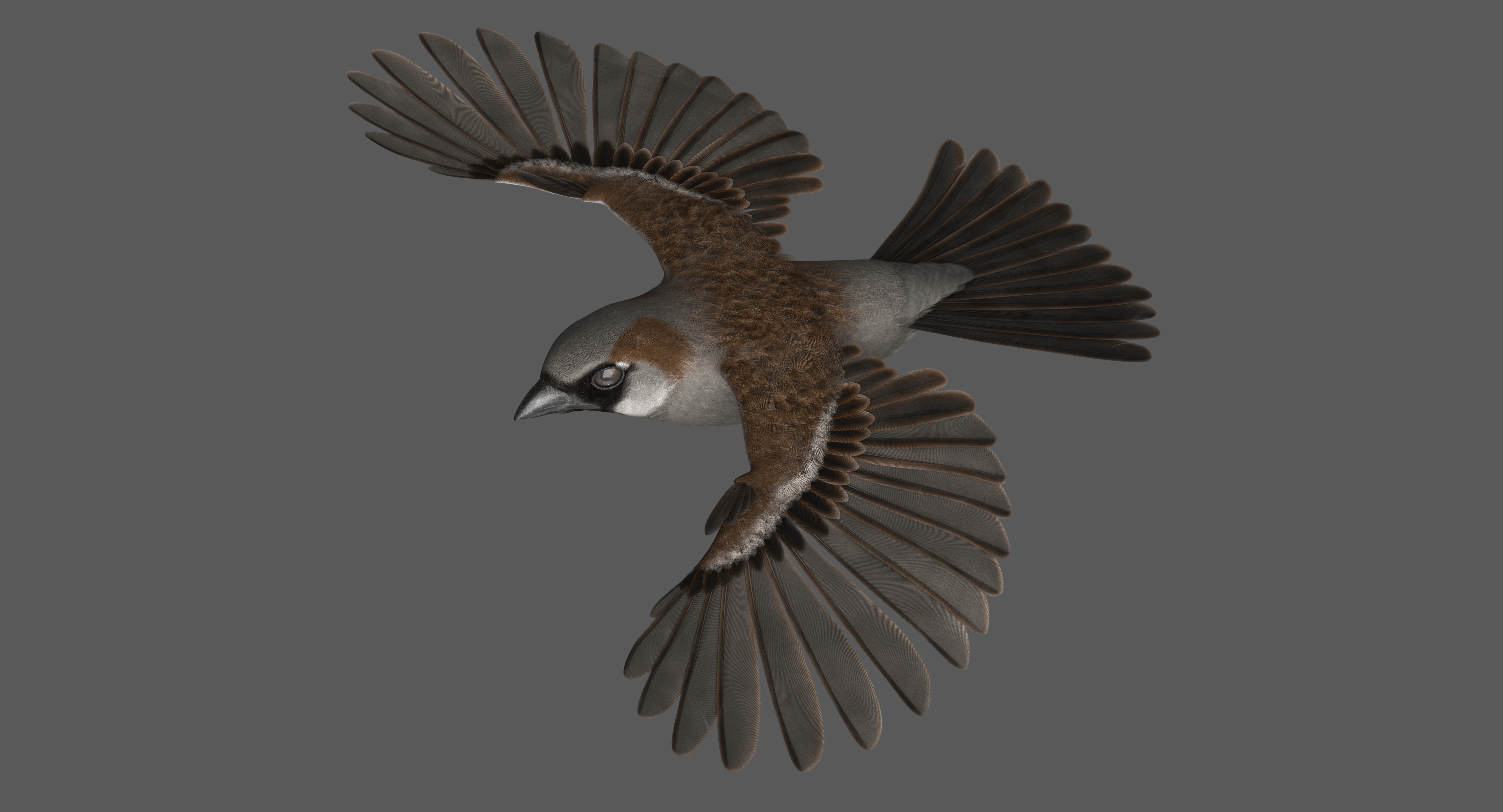 3D rigged house sparrow - TurboSquid 1381189