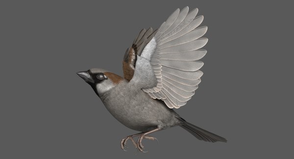 3D rigged house sparrow - TurboSquid 1381189