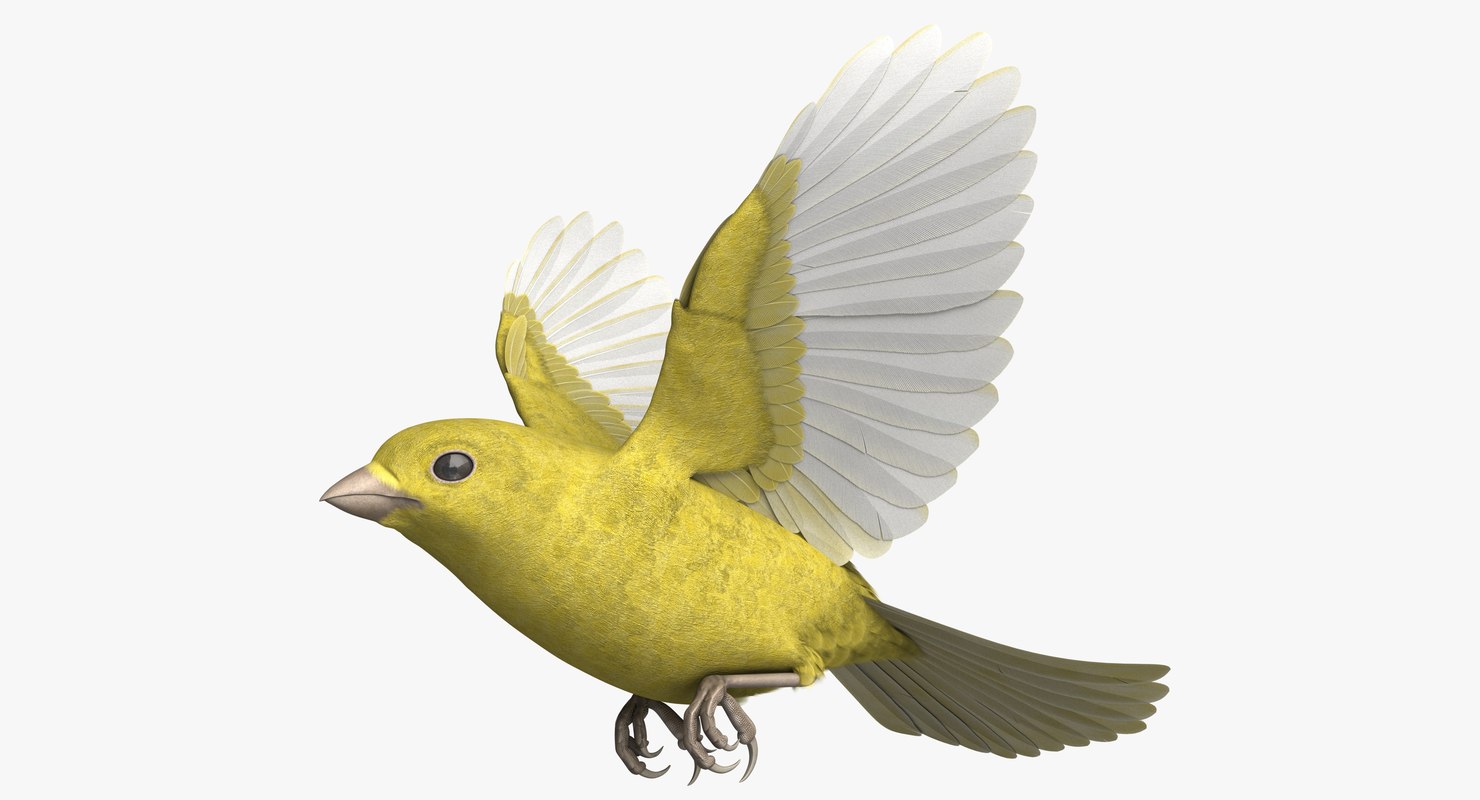 3D model rigged domestic canary - TurboSquid 1382164