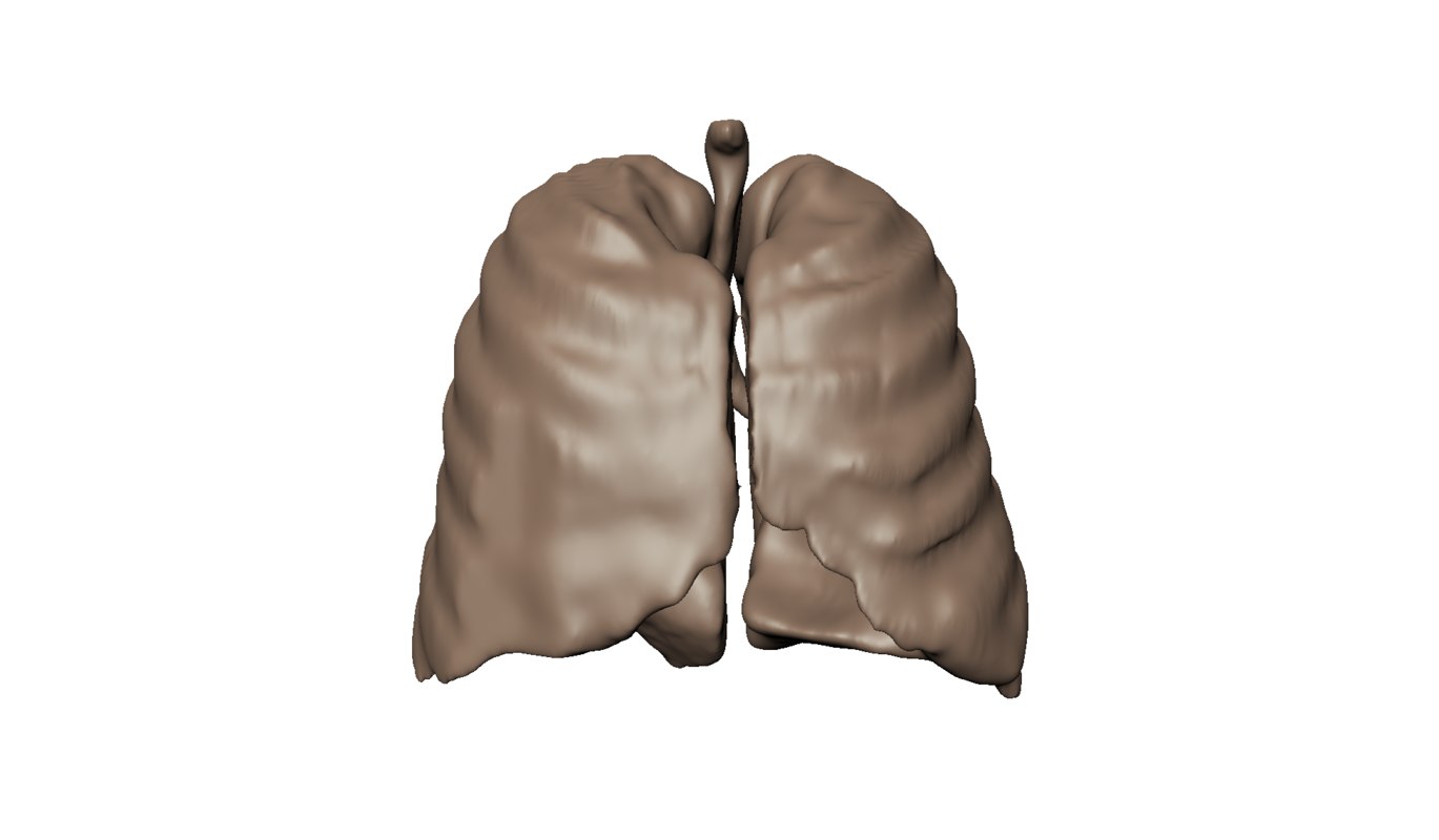 Real human lungs cast 3D model - TurboSquid 1382344