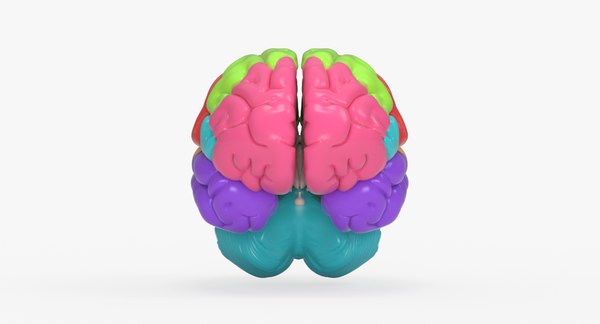 Brain anatomical segments 3D model - TurboSquid 1383516