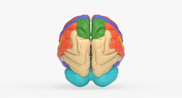 Brain anatomical segments 3D model - TurboSquid 1383516