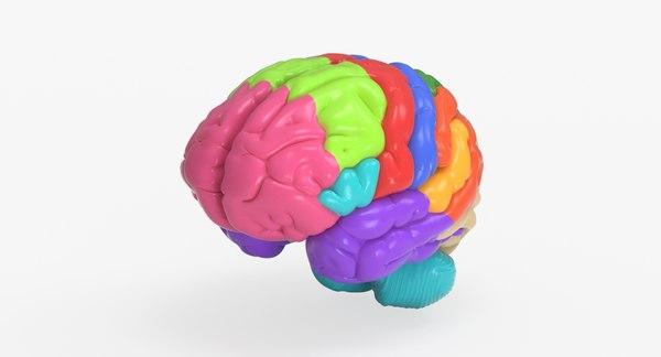 Brain anatomical segments 3D model - TurboSquid 1383516