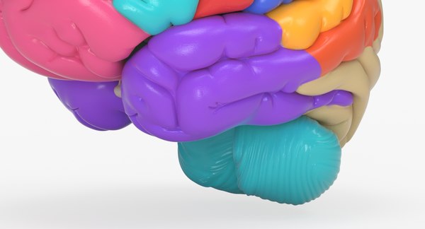 Brain anatomical segments 3D model - TurboSquid 1383516