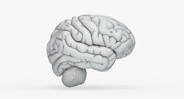 Brain anatomical segments 3D model - TurboSquid 1383516