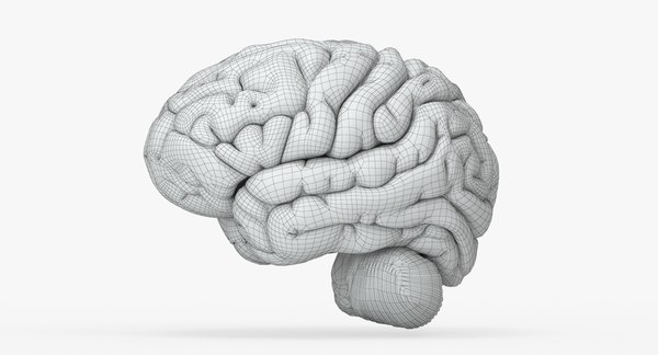 Brain anatomical segments 3D model - TurboSquid 1383516