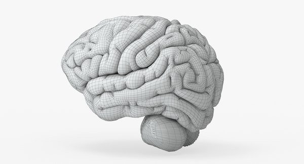 Brain anatomical segments 3D model - TurboSquid 1383516