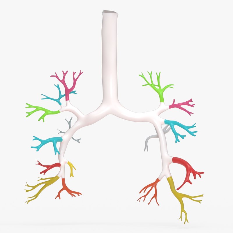 3D bronchi anatomical segments model - TurboSquid 1383518