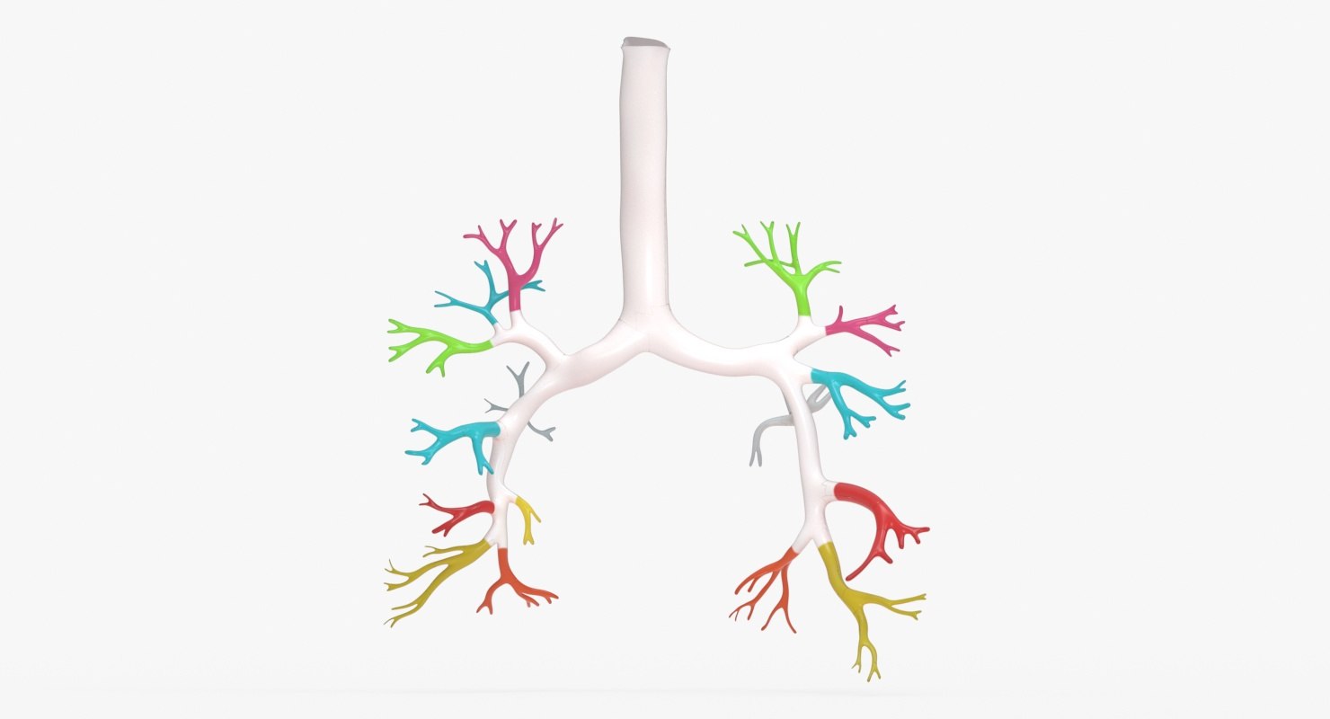 3D bronchi anatomical segments model - TurboSquid 1383518