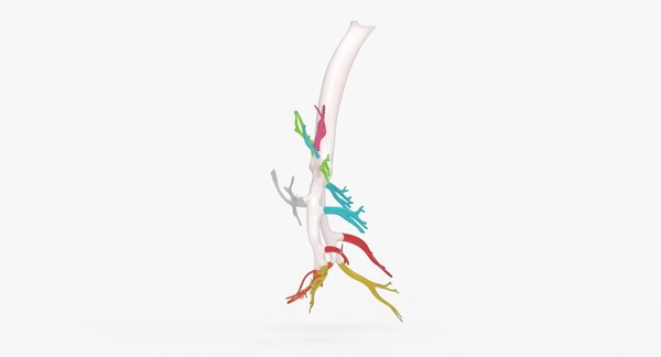 3D bronchi anatomical segments model - TurboSquid 1383518