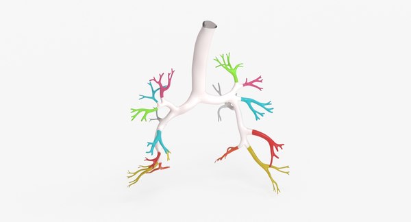 3D bronchi anatomical segments model - TurboSquid 1383518