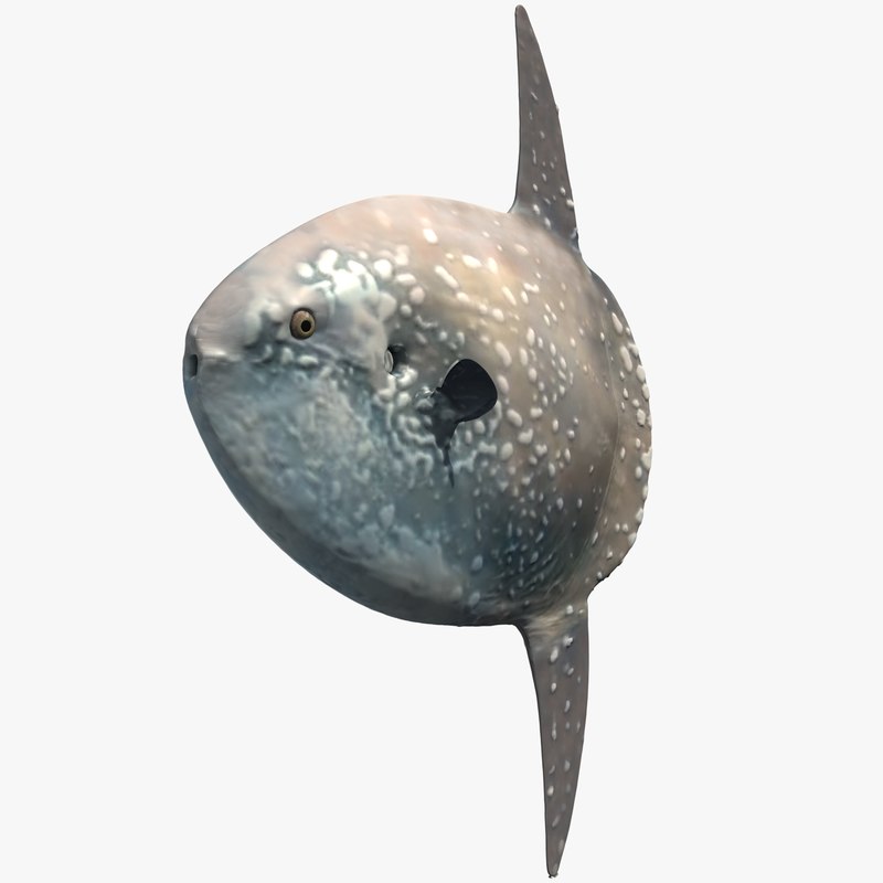 Hoodwinker sunfish 3D - TurboSquid 1201489