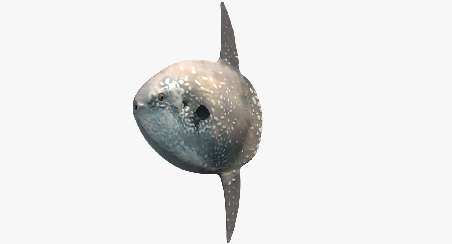 Hoodwinker sunfish 3D - TurboSquid 1201489