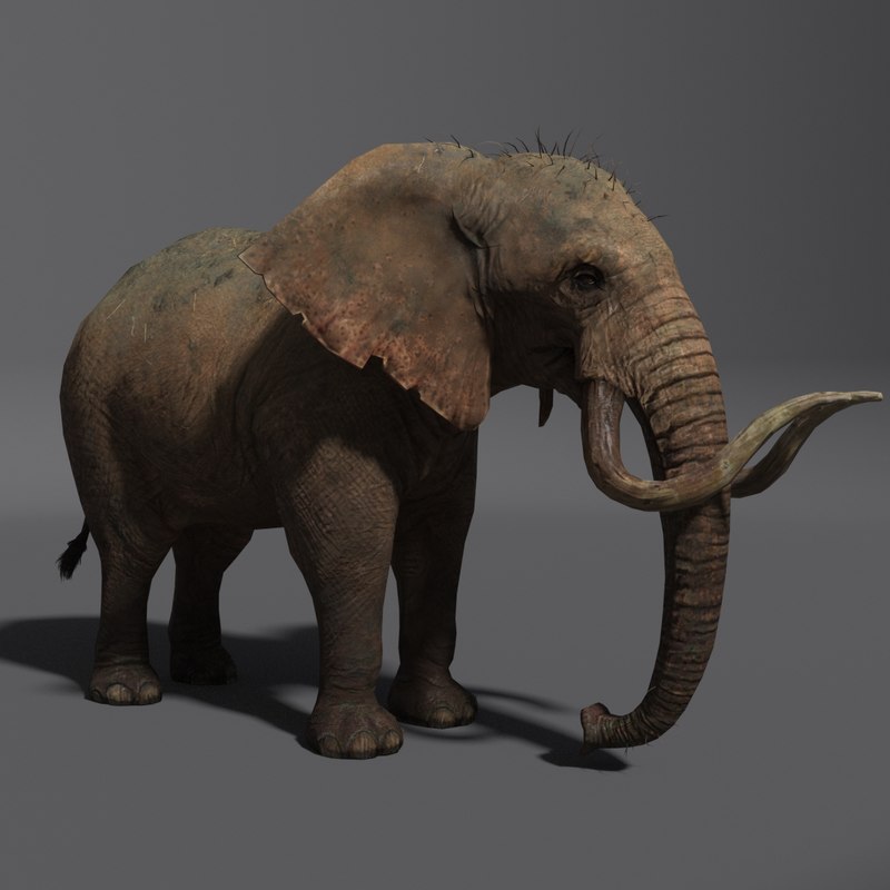 Free elephant rig 3D - TurboSquid 1383252