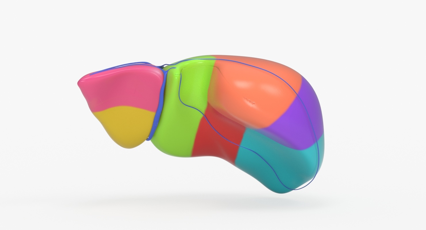 Liver anatomical segments 3D - TurboSquid 1383517