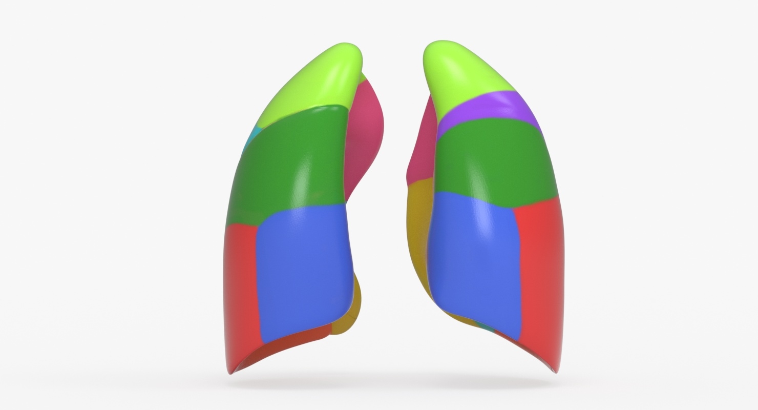 Modello 3D Segmenti anatomici polmonari - TurboSquid 1384492