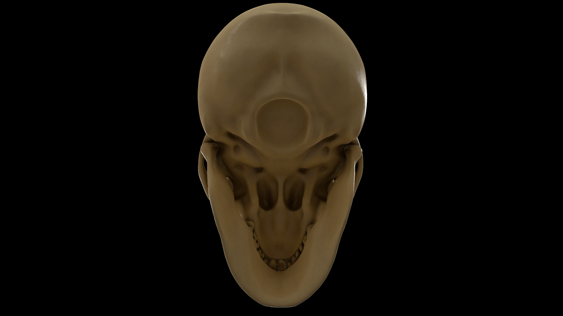 3D model human skull teeth - TurboSquid 1383799