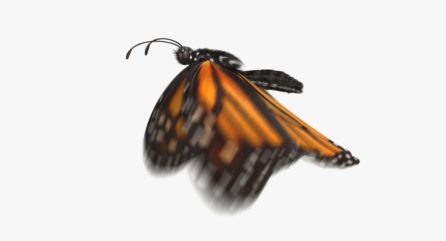 Monarch butterfly animation flying model - TurboSquid 1383924