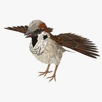 house sparrow 3d obj