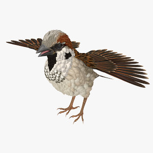 Bird Blender Models for Download | TurboSquid