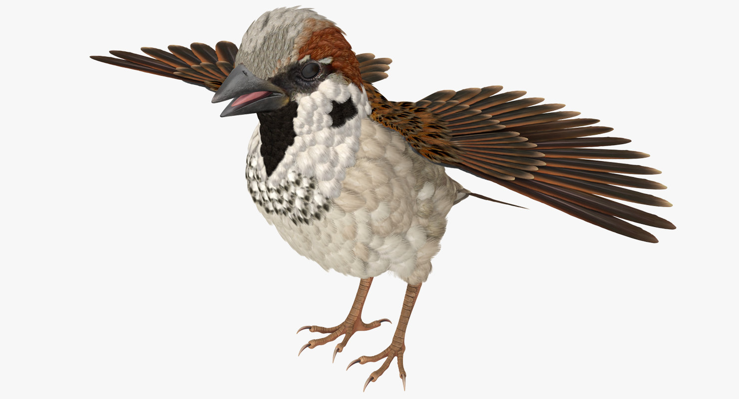 3D model sparrow t pose - TurboSquid 1384188