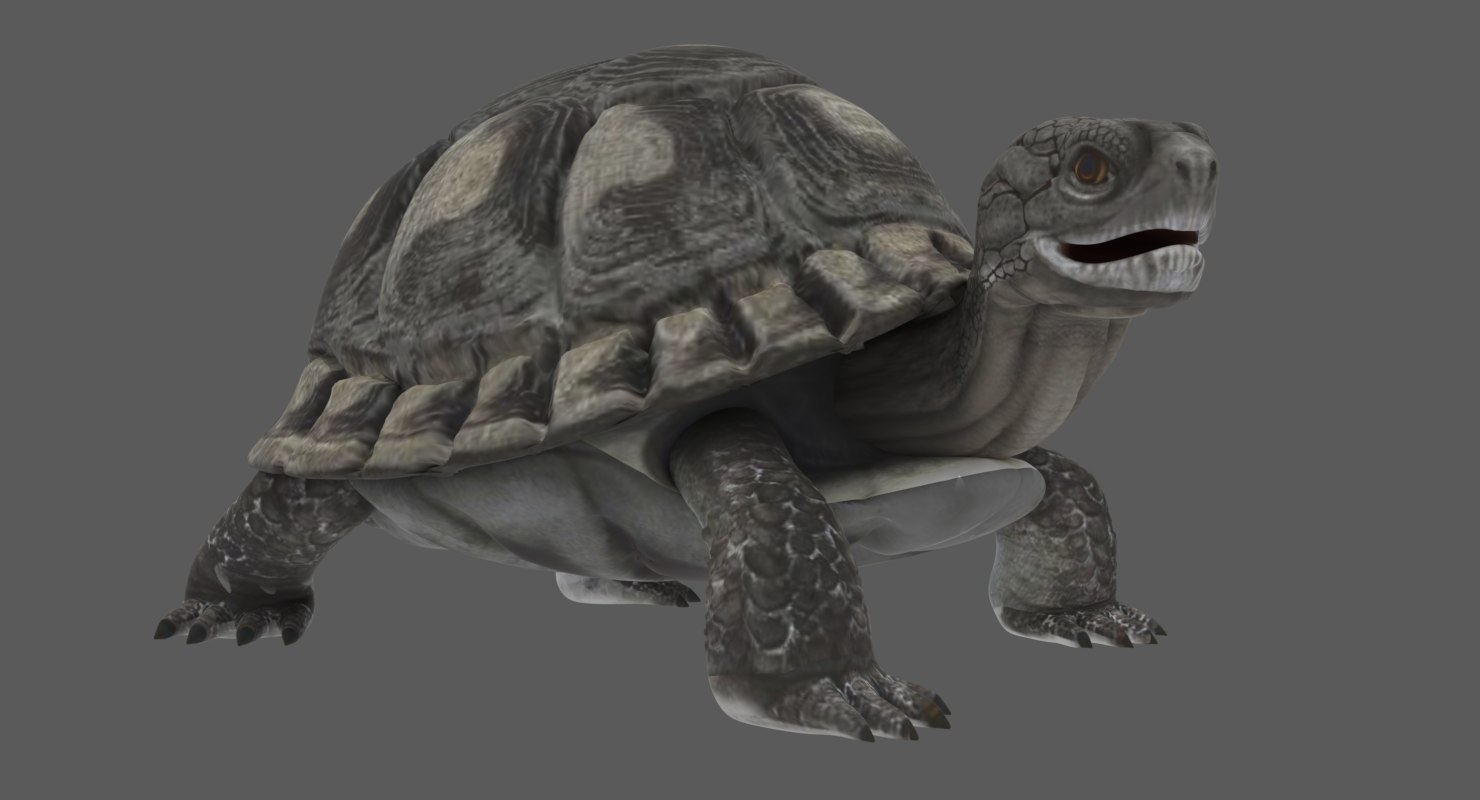 Tortoise rigged animation model - TurboSquid 1382460
