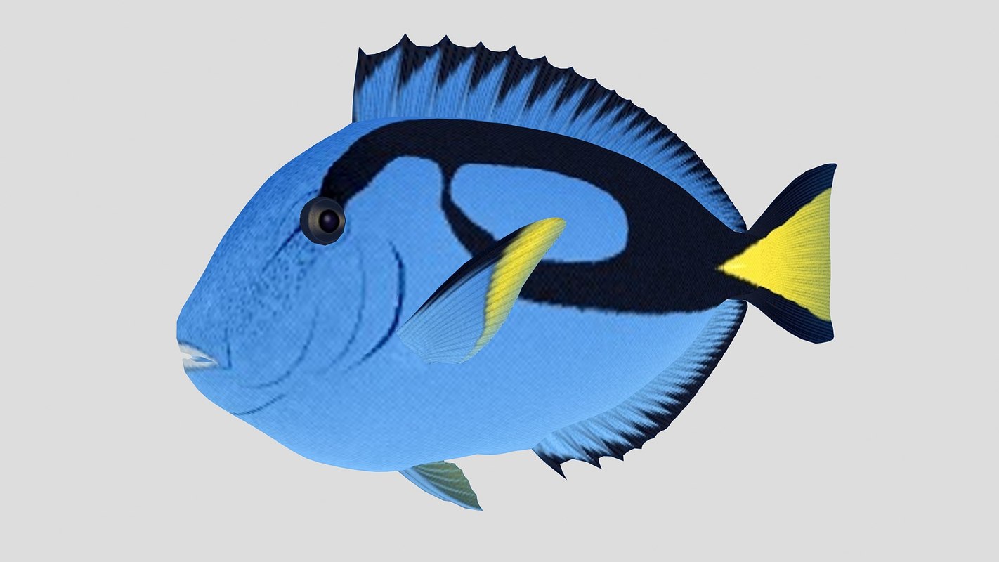 modelo 3d Blue Tang Tropical Fish - TurboSquid 1384320