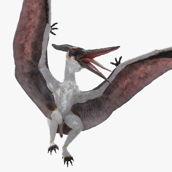 Pterosaur Pteranodon白色着陆姿势与毛皮3D模型 - TurboSquid 1384565