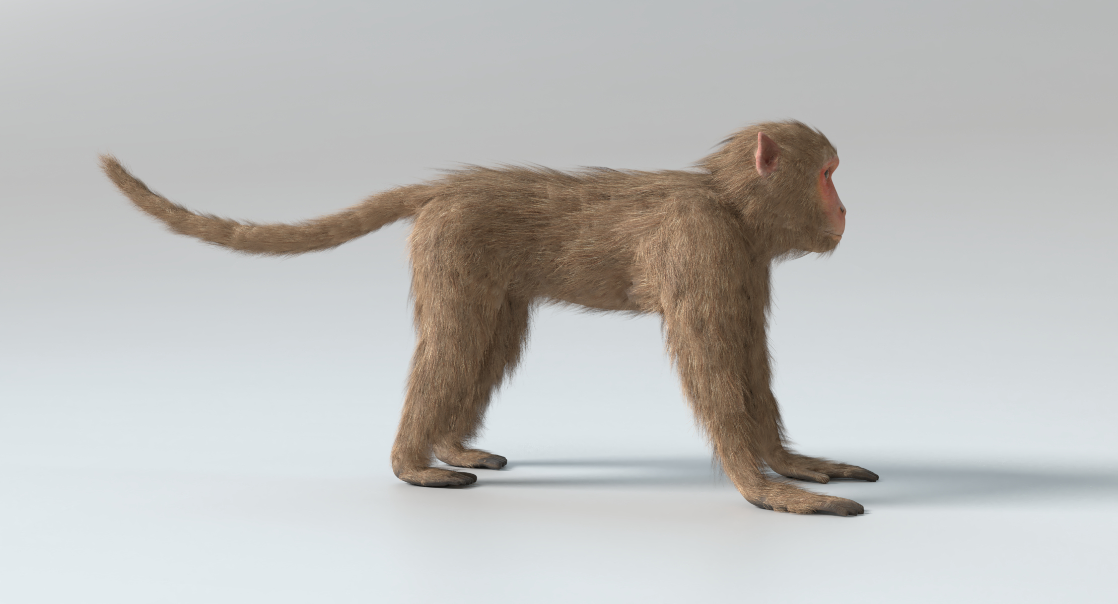 3D monkey animations - TurboSquid 1384680