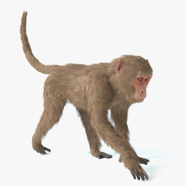 3D monkey animations - TurboSquid 1384680