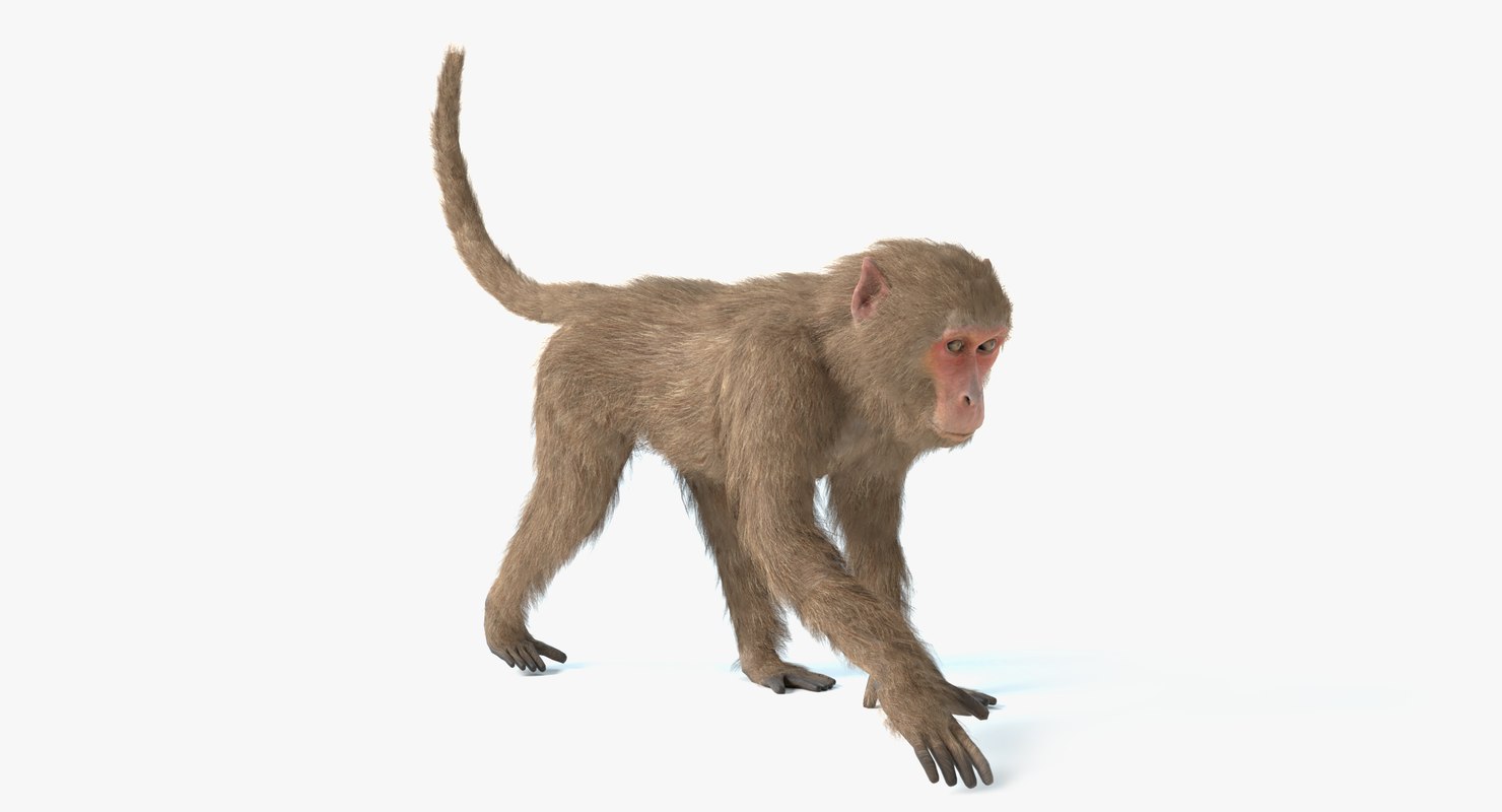 3D monkey animations - TurboSquid 1384680