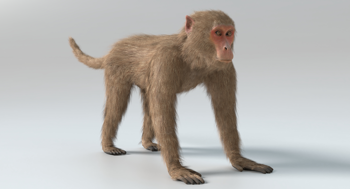 3D monkey animations - TurboSquid 1384680