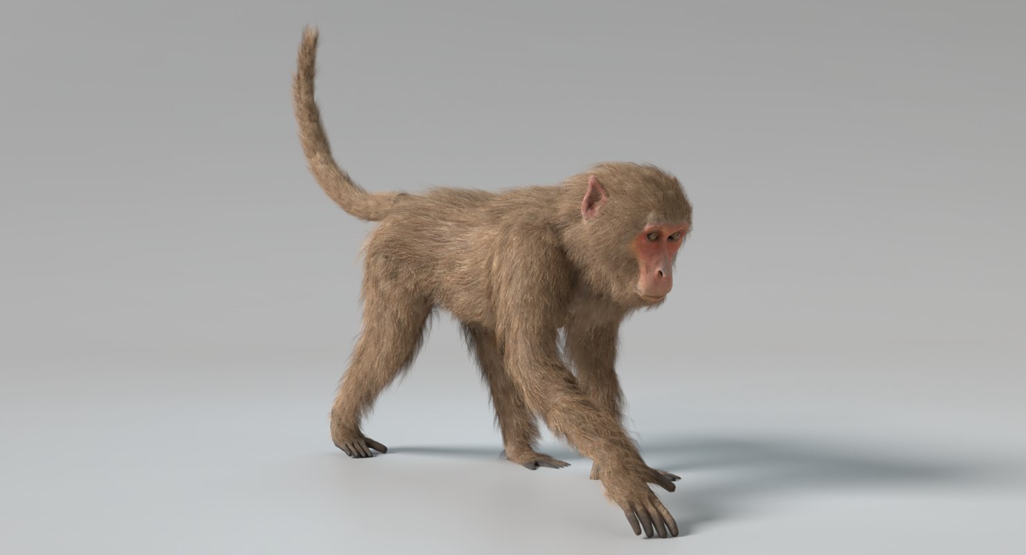 3D monkey animations - TurboSquid 1384680