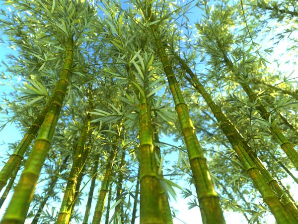 Bamboo 3D Models for Download | TurboSquid