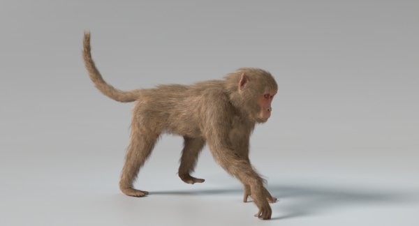 3D monkey animations - TurboSquid 1384680