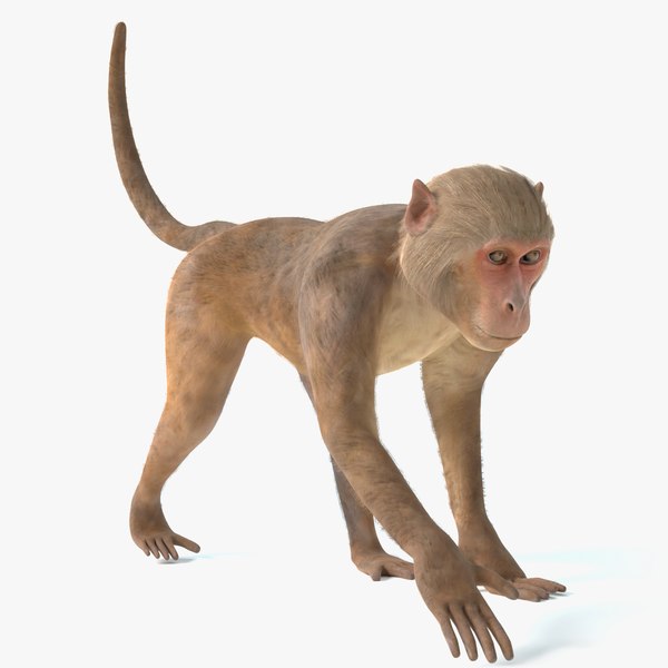 3D monkey animations - TurboSquid 1384680