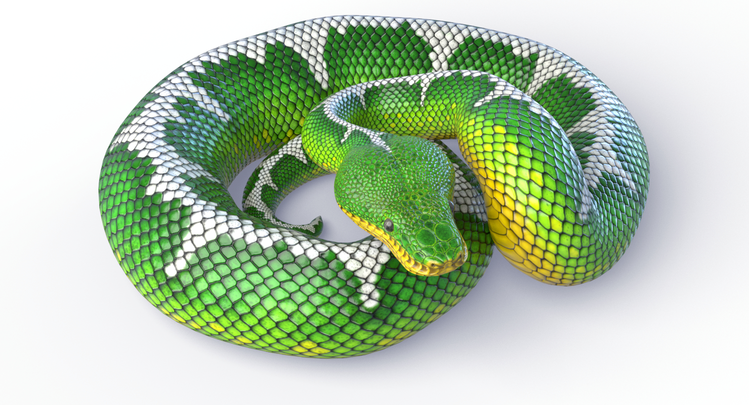 3D rigged emerald tree boa model - TurboSquid 1394278