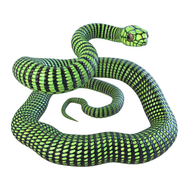 Boomslang snake reptile animation model - TurboSquid 1392820