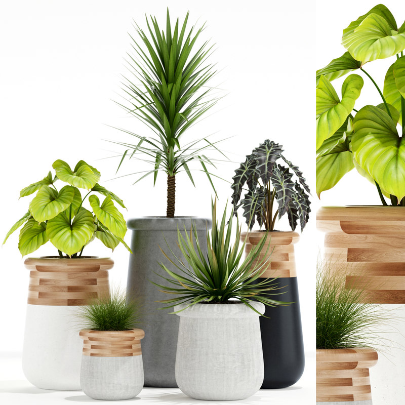 Plants 131 indigenus soma model - TurboSquid 1348664