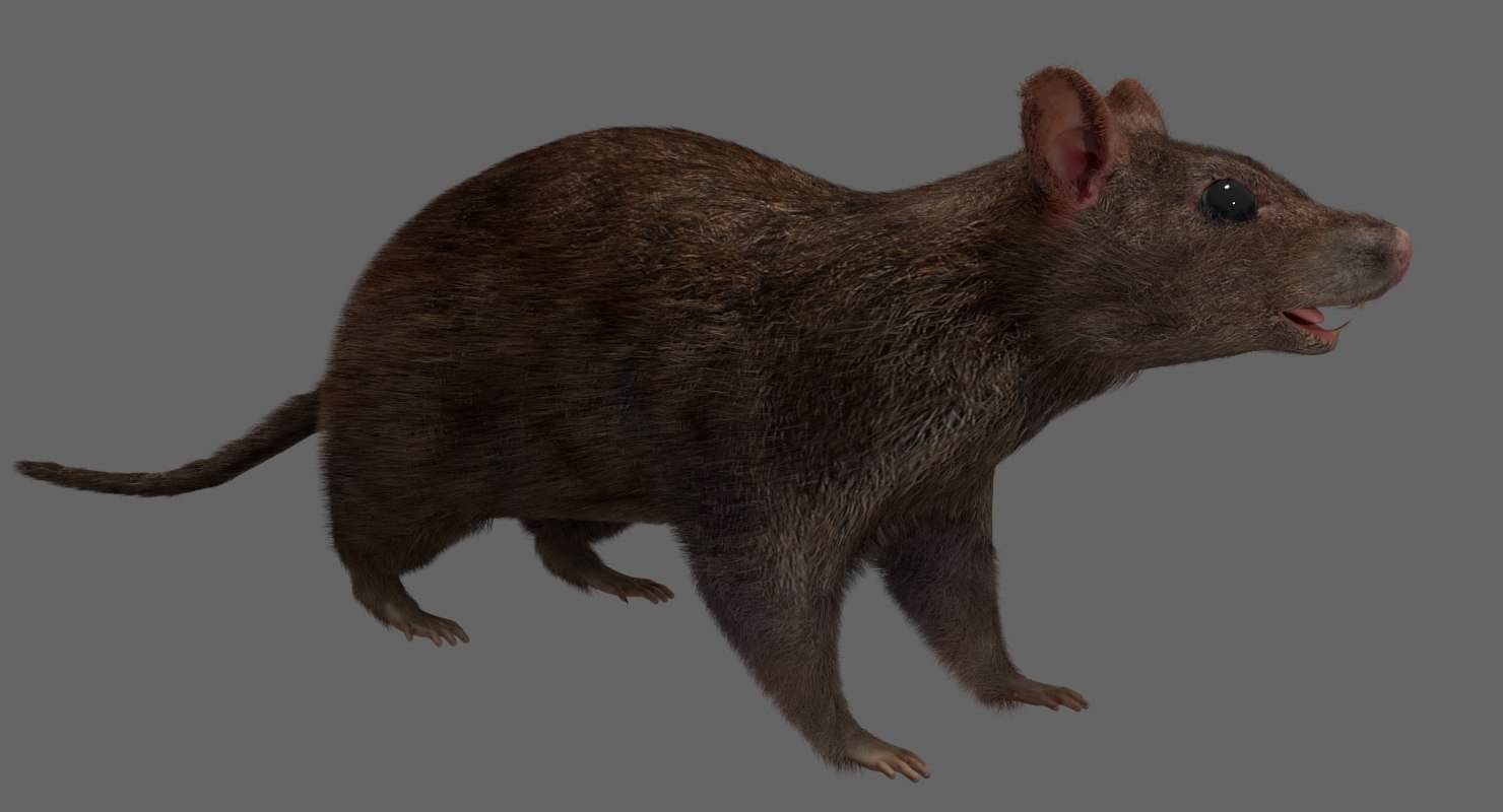 3D real rat rigged realistic - TurboSquid 1384736