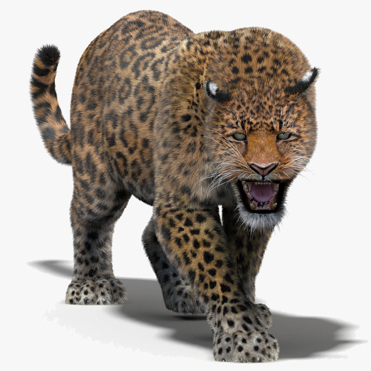 3d leopard fur cat animation