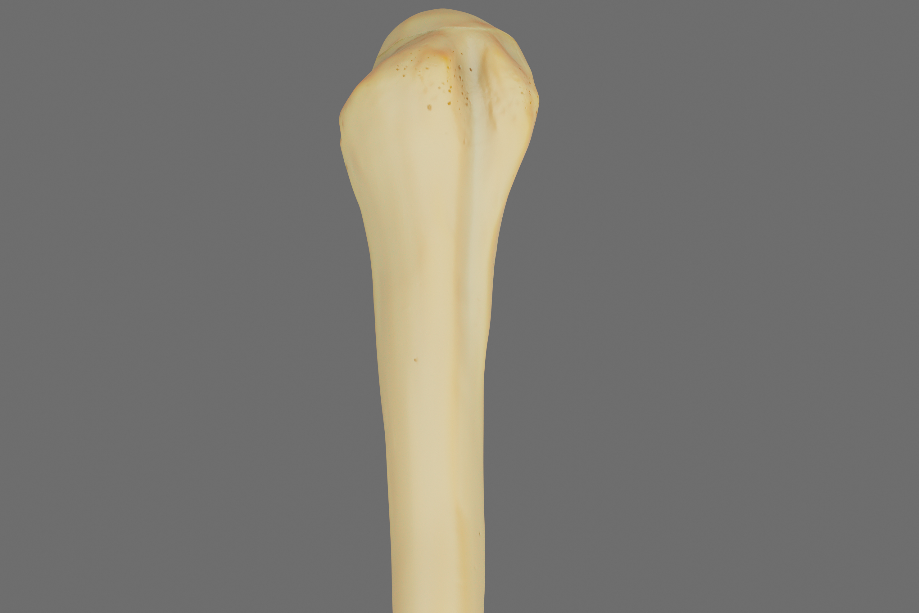 Humerus anatomy modeled 3D model - TurboSquid 1384910