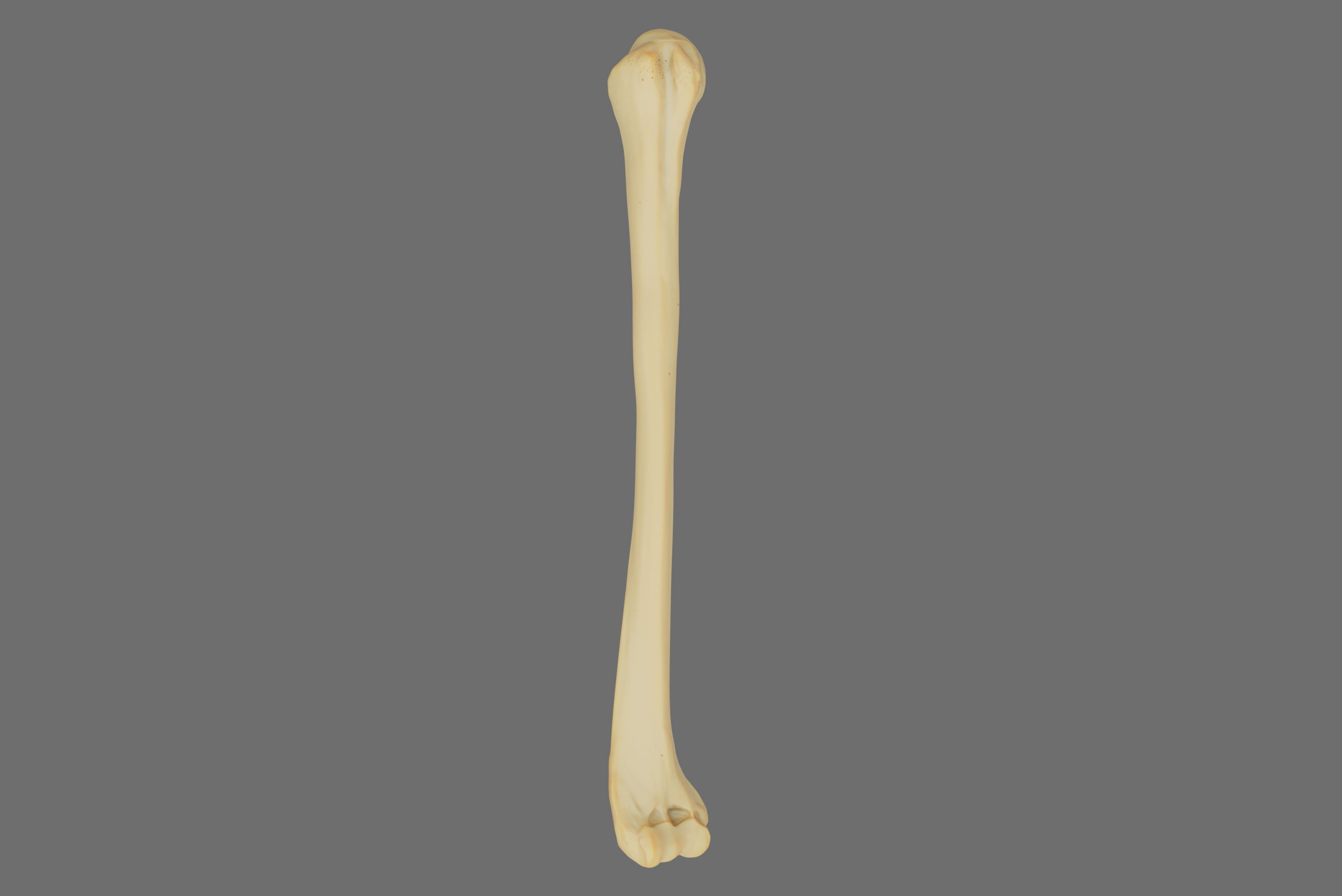 Humerus anatomy modeled 3D model - TurboSquid 1384910