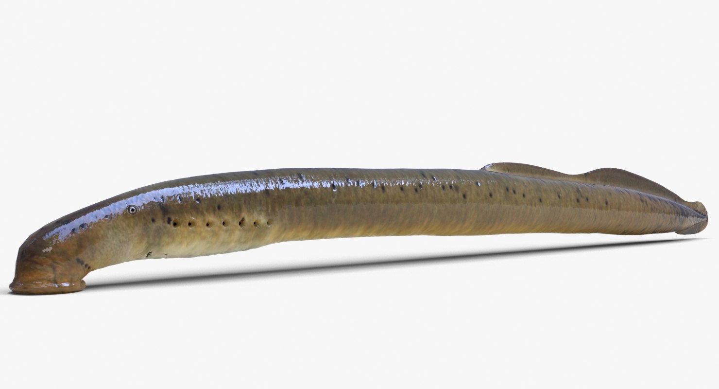 3D sea lamprey - TurboSquid 1385205