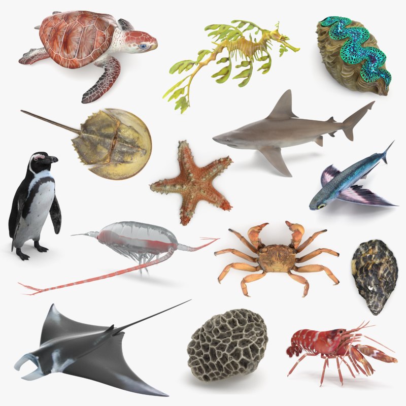 Aquatic animal model - TurboSquid 1385866