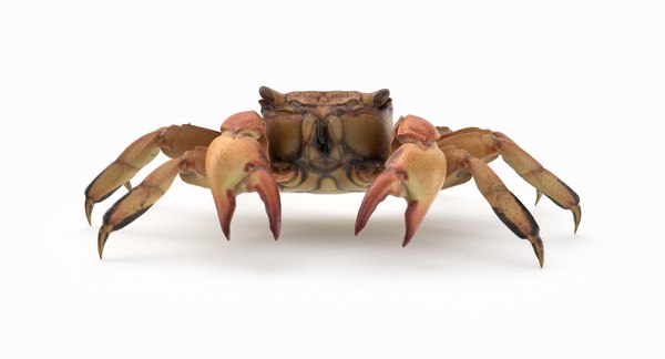 Aquatic animal model - TurboSquid 1385866