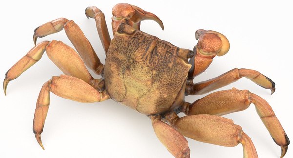 Aquatic animal model - TurboSquid 1385866